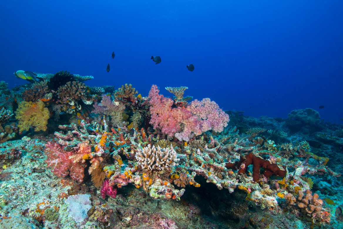 Module 8: Underwater Adventures » Vanuatu Specialists | Answer The Call